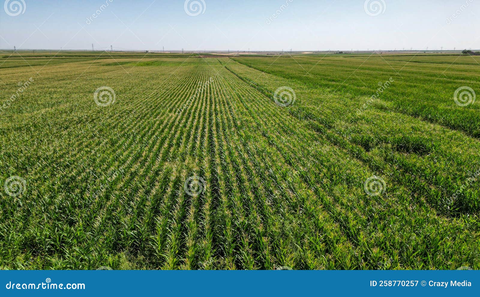 Government Subsidized Maize Cultivation and Plantations in Large ...