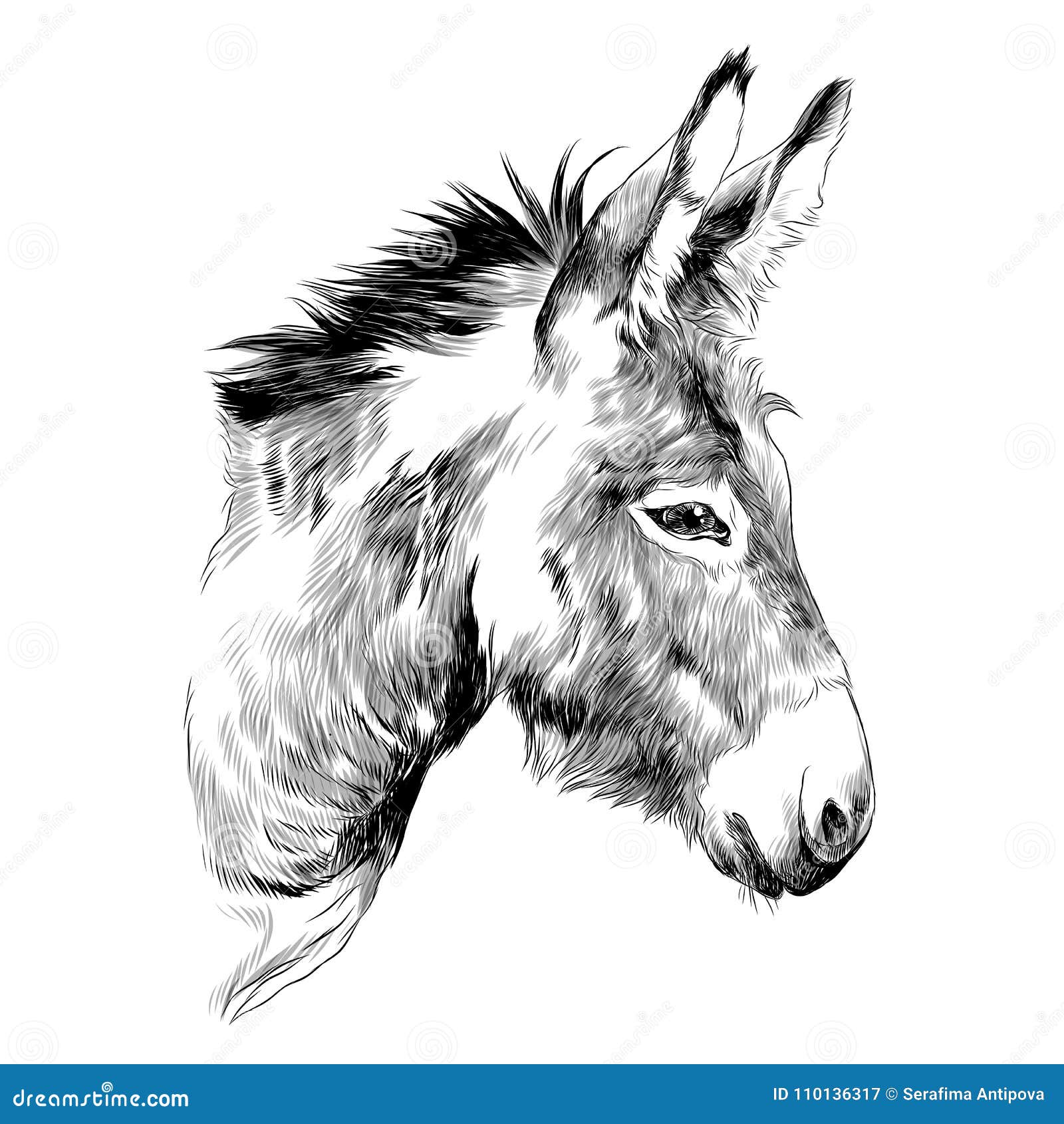 Burro Ilustraciones Stock, Vectores, Y Clipart – (13,501 Ilustraciones ...