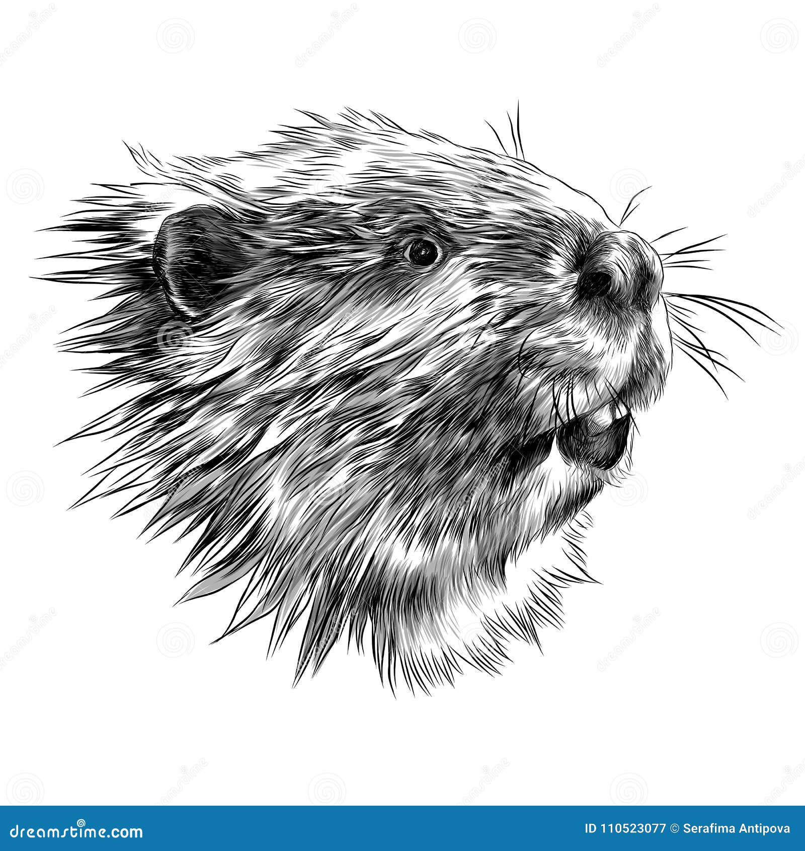 Gráficos De Vetor Do Esboço Do Castor Ilustração do Vetor - Ilustração ...