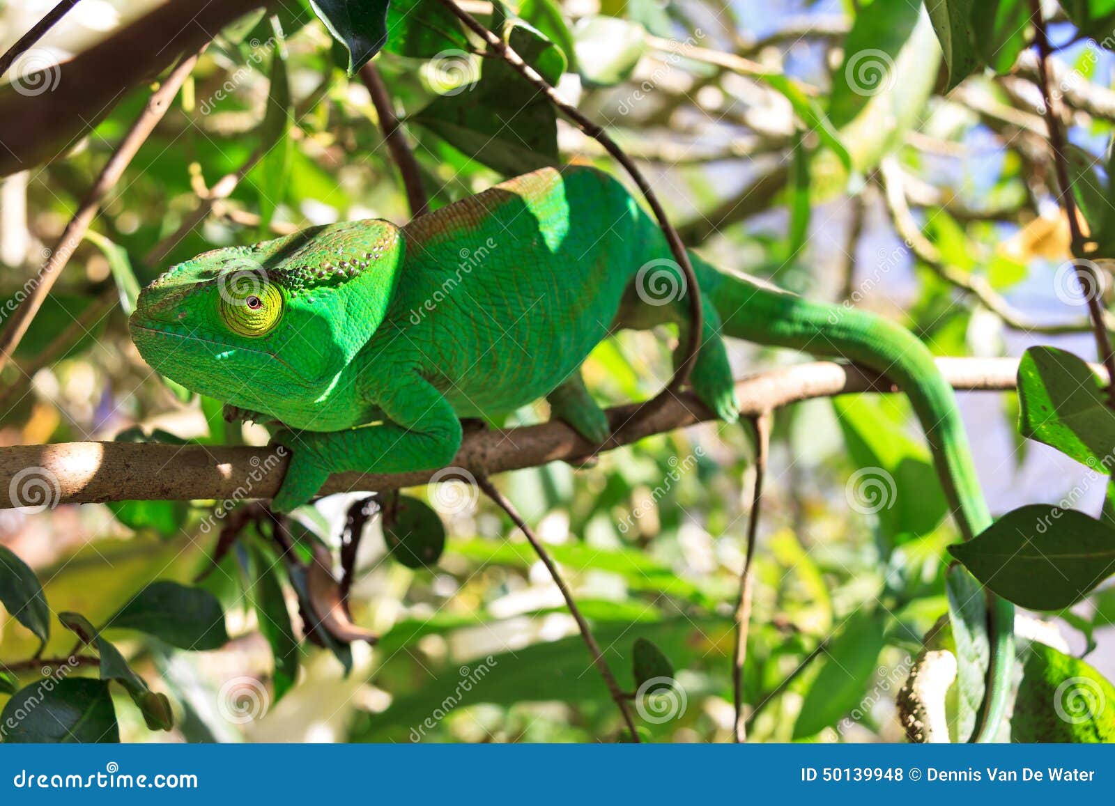 Gräsplan Kamouflerad Kameleont Arkivfoto - Bild av detalj, close: 50139948