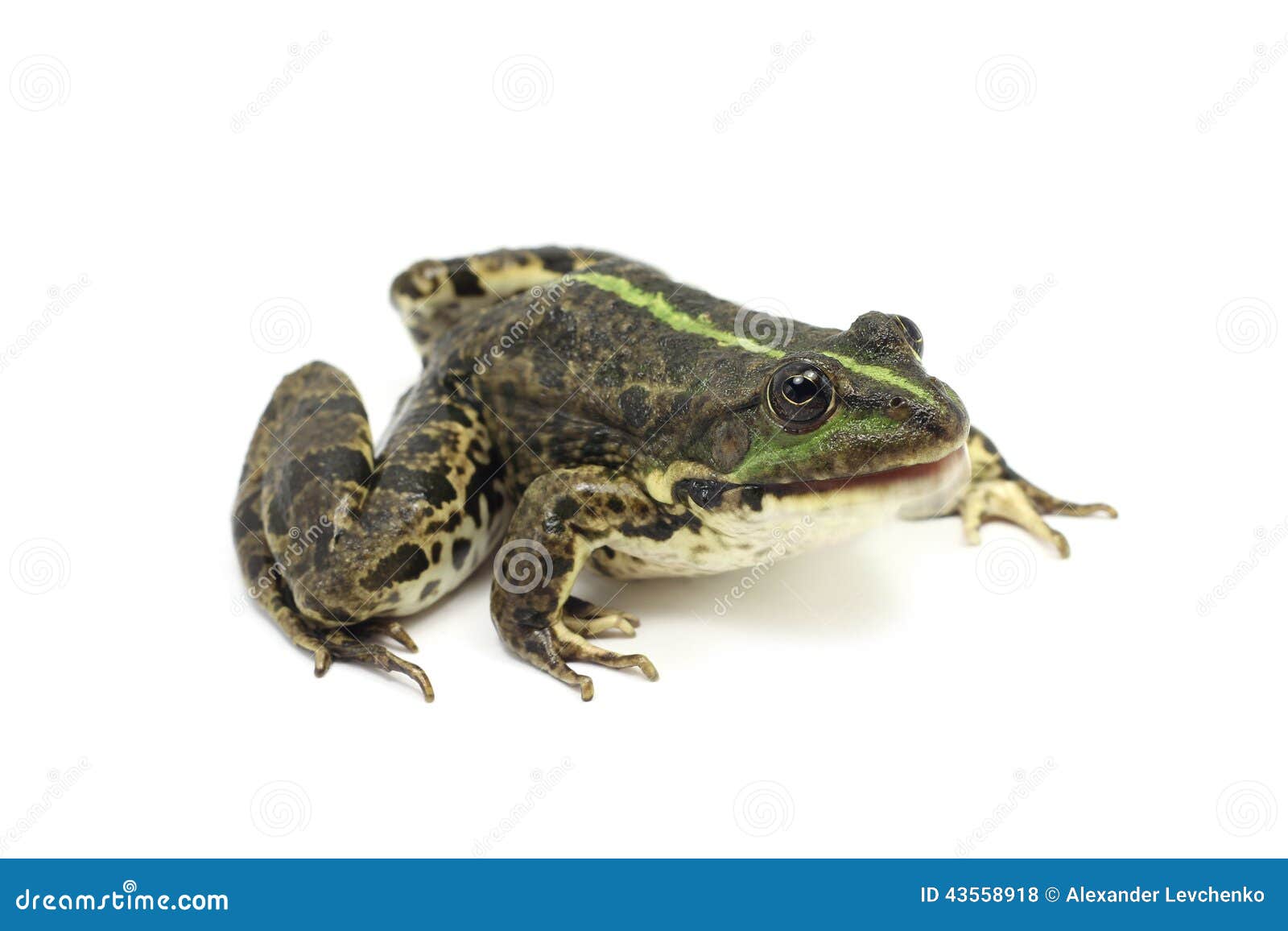 Grön Groda Med En öppen Mun Arkivfoto - Bild av strömförande, alon ...