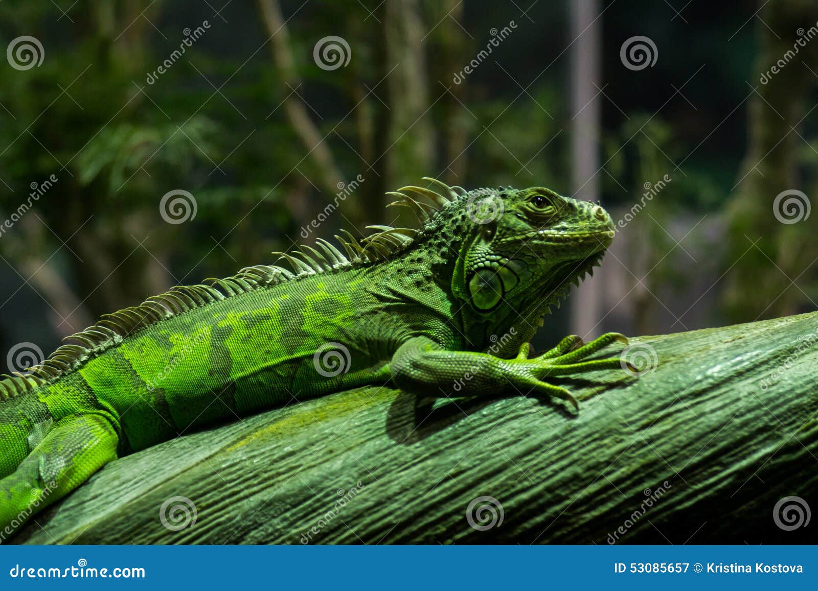 Grön leguan fotografering för bildbyråer. Bild av djurliv - 53085657