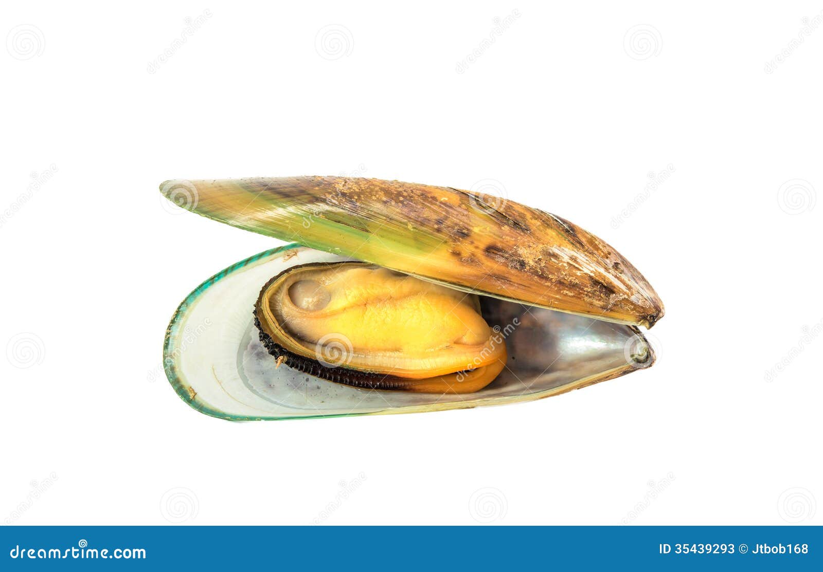 Grön mussla fotografering för bildbyråer. Bild av mussla - 35439293