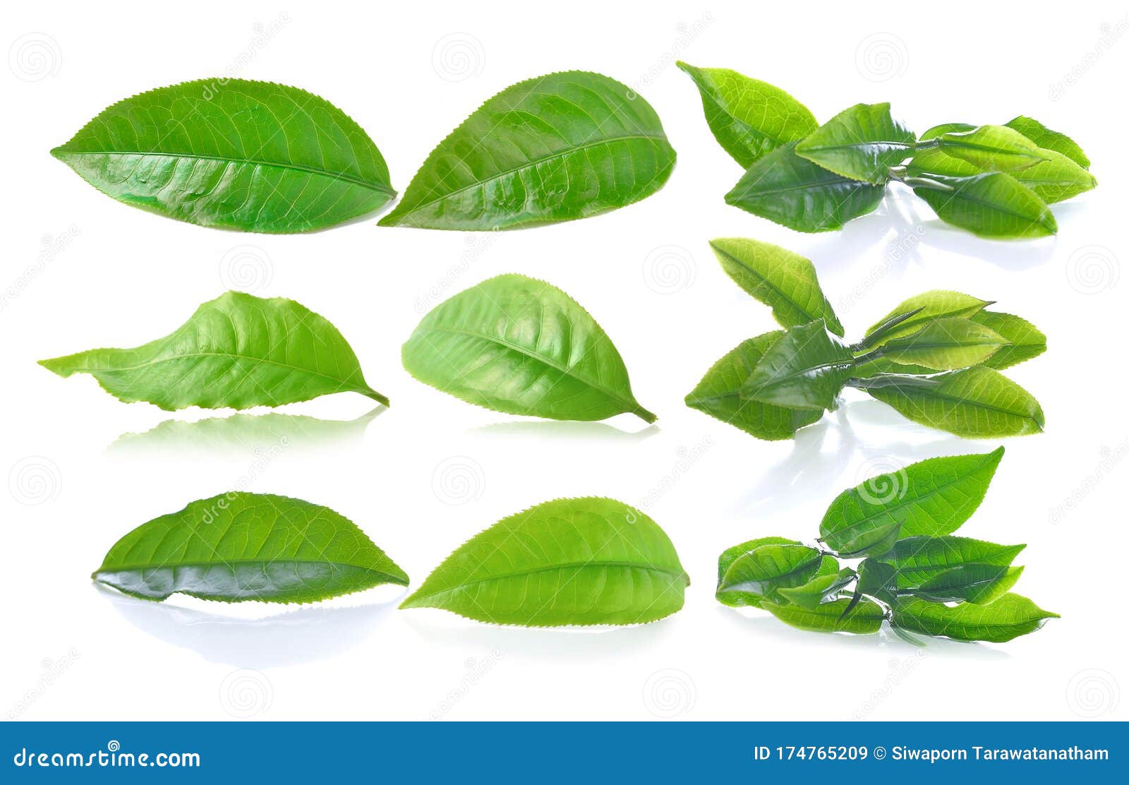 Grün Teeblatt Isoliert Auf Weißem Hintergrund Stockbild - Bild von ...