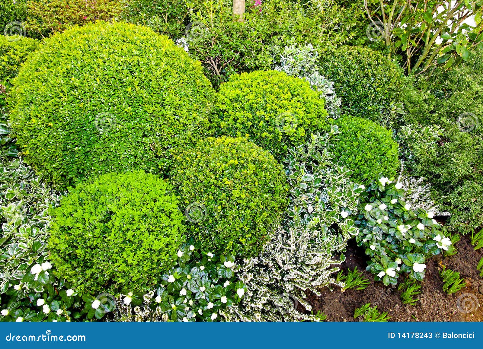 Grüne Büsche stockbild. Bild von blätter, botanisch, park - 14178243