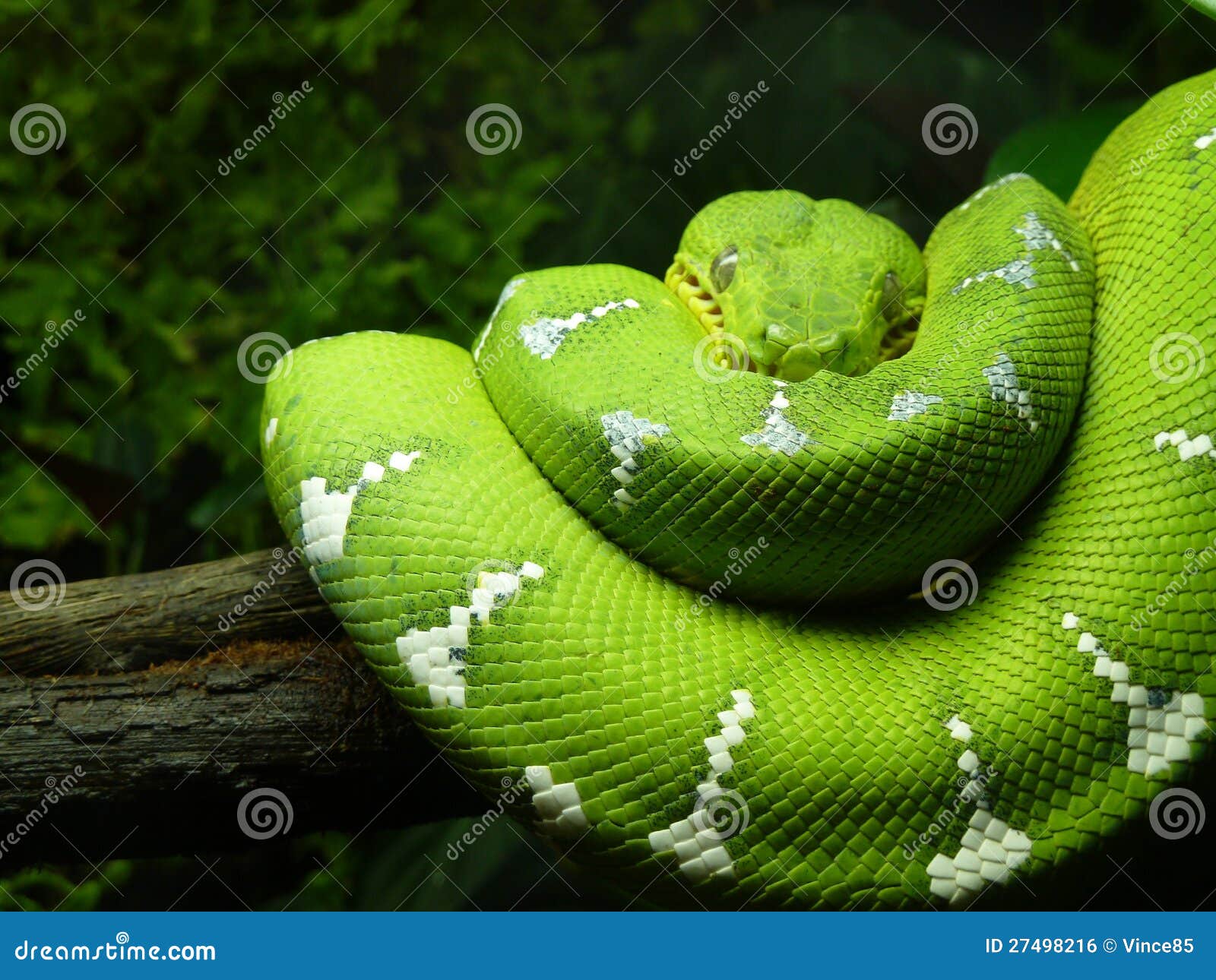 Grüne Baum-Boa stockfoto. Bild von grün, wildnis, entspannen - 27498216