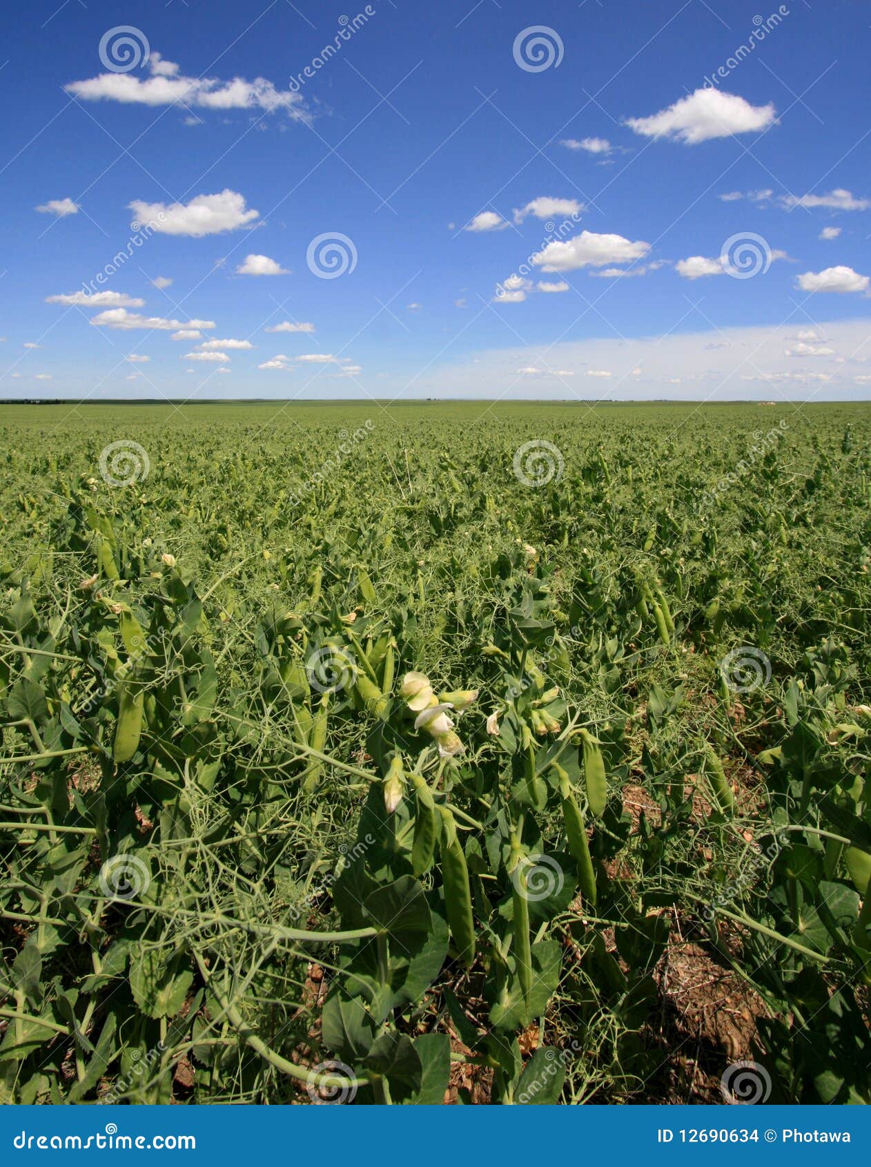 Grüne Bohnen-Feld stockfoto. Bild von nave, alberta, kanada - 12690634