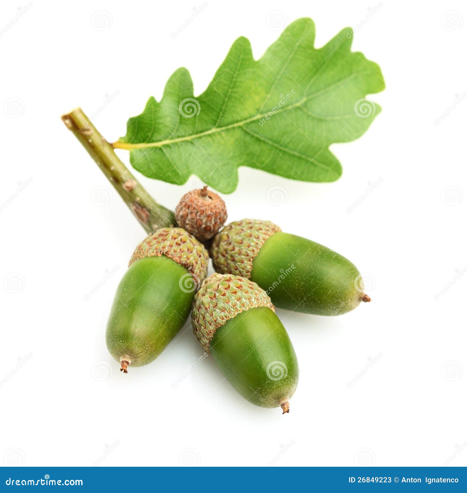 Grüne Eichel mit Blatt stockbild. Bild von ursprung, makro - 26849223