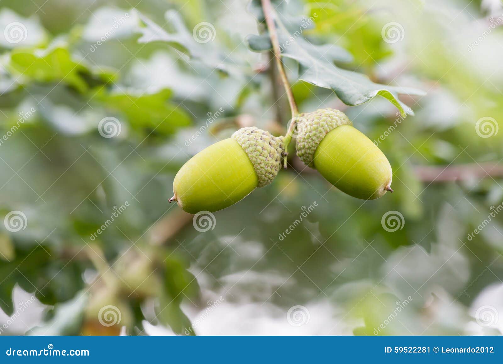 Grüne Eicheln Der Nahaufnahme Im Baum Stockbild - Bild von eiche ...