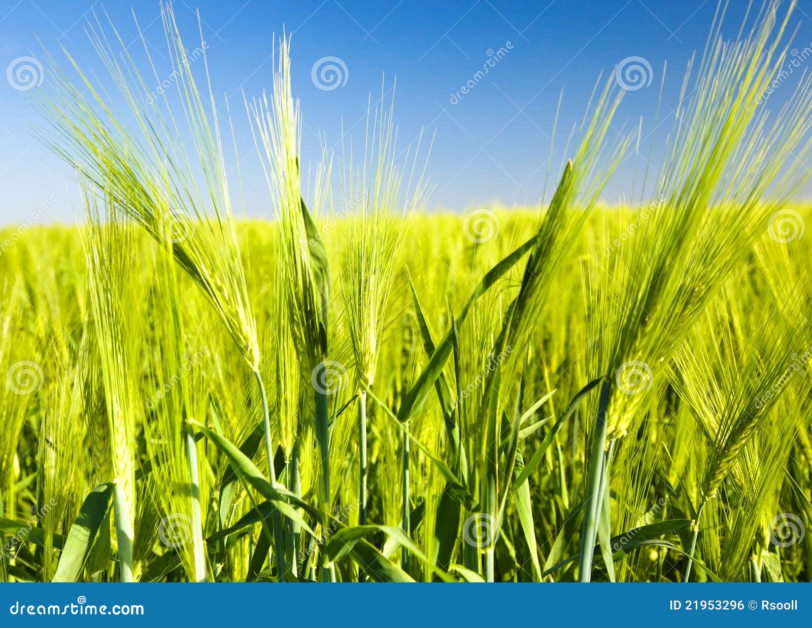 Grüne Gerste stockfoto. Bild von betrieb, getreide, korn - 21953296