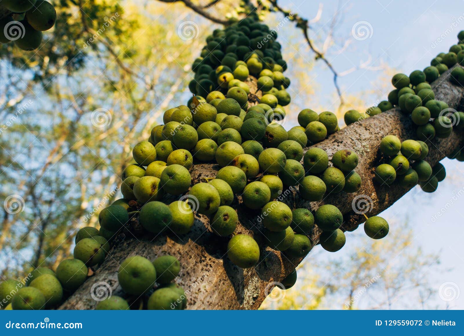 Grüne Marula Frucht in Südafrika Stockfoto - Bild von grün, nahrung ...