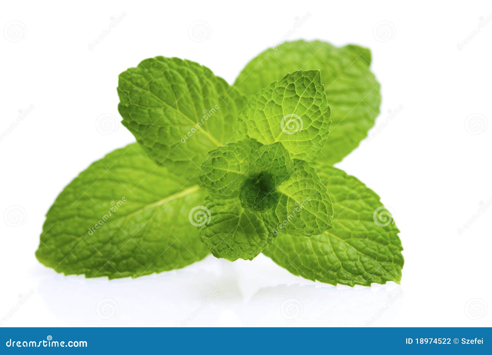 Grüne Minze stockfoto. Bild von nave, laub, nachricht - 18974522