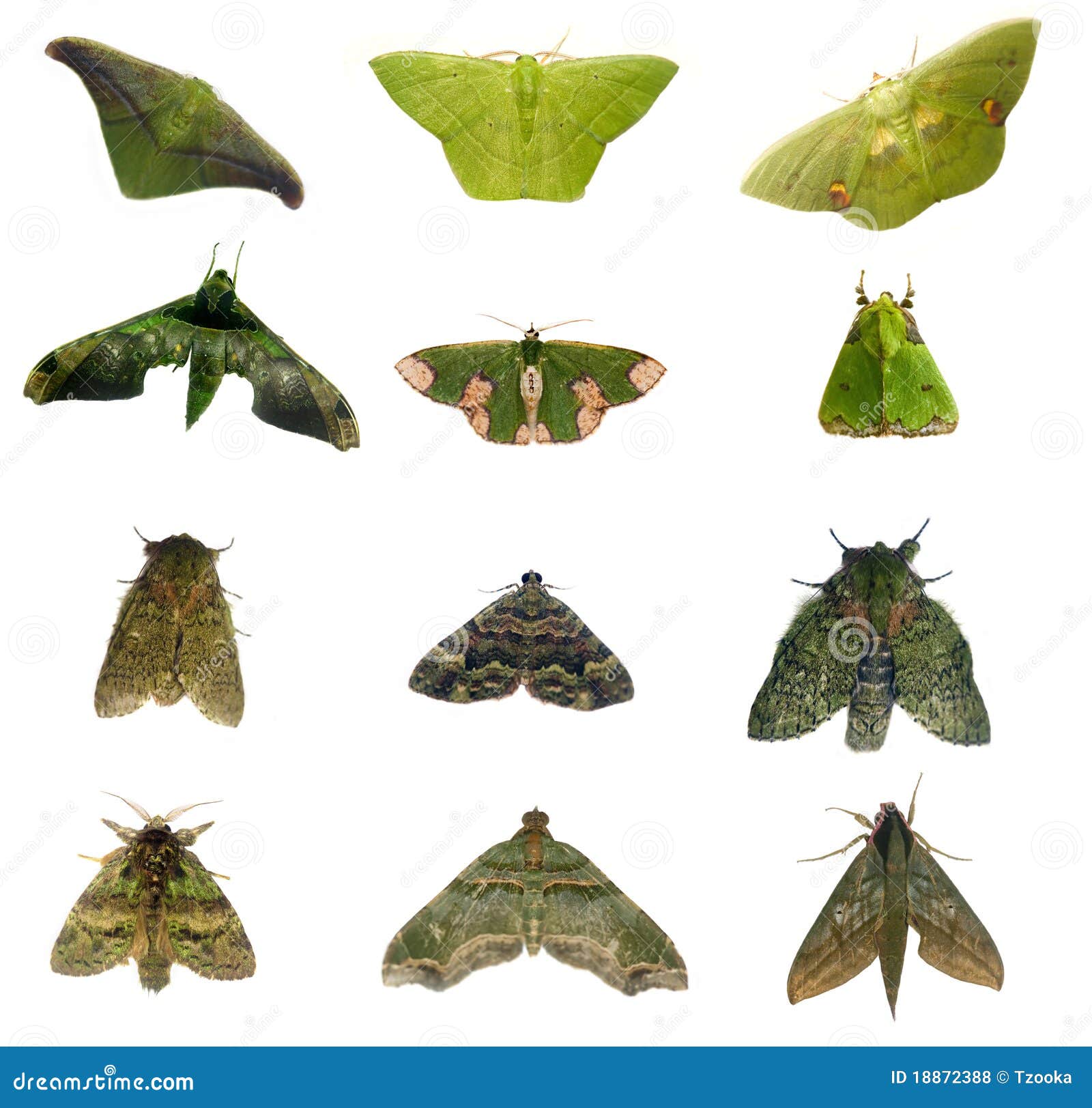 Grüne Motten stockfoto. Bild von tropen, nave, tier, farbe - 18872388