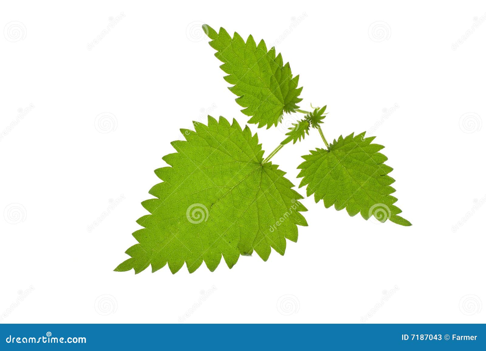 Grüne Nessel stockbild. Bild von aromatherapie, kraut - 7187043