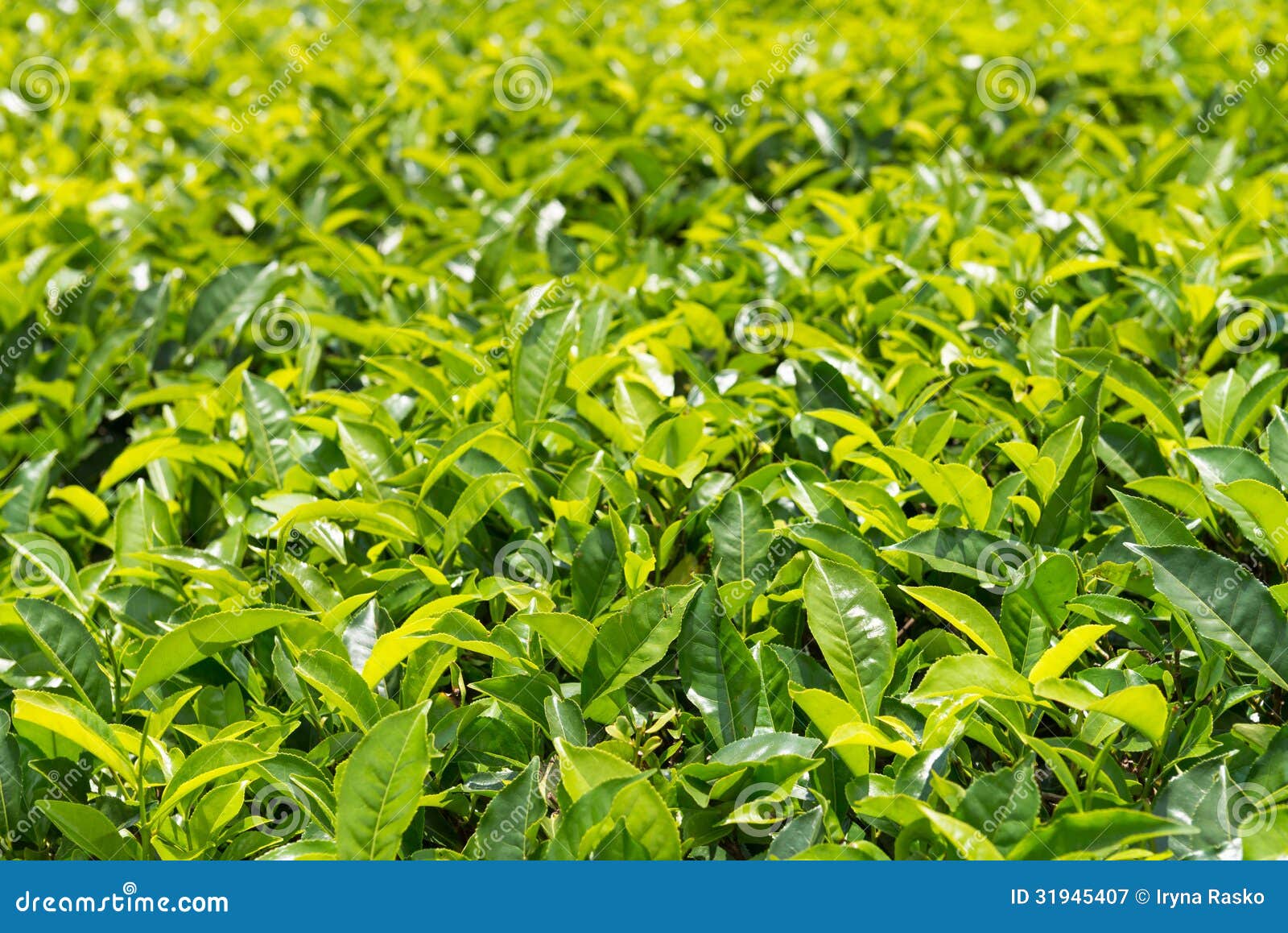 Grüne Plantage Von Ceylon-Tee Stockbild - Bild von landwirtschaftlich ...