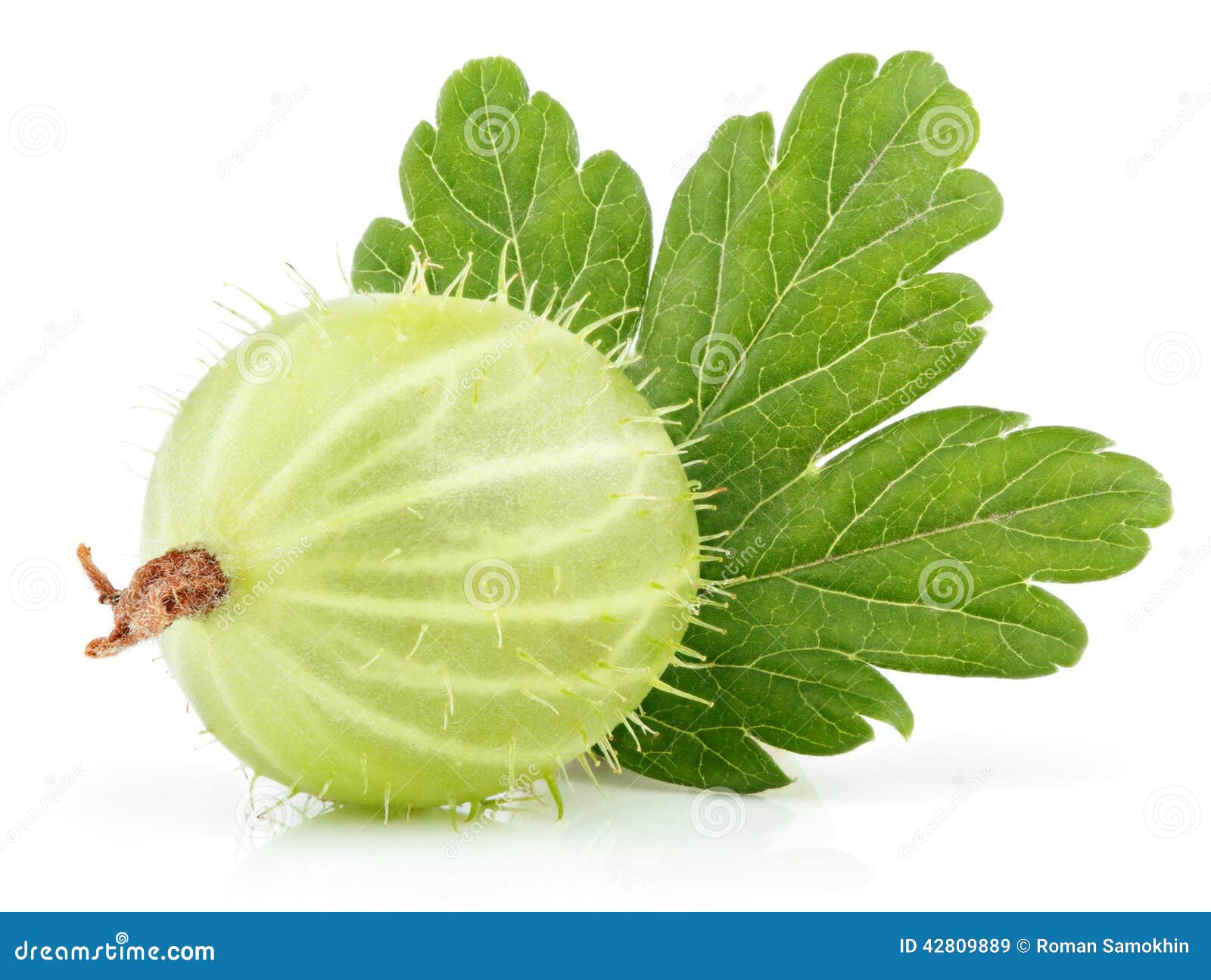 Grüne Stachelbeere Mit Blatt Auf Weiß Stockbild - Bild von essen ...