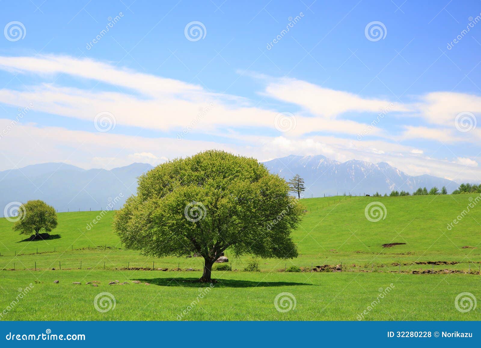 Grüner Baum Auf Einer Wiese Stockfoto - Bild von gras, blau: 32280228