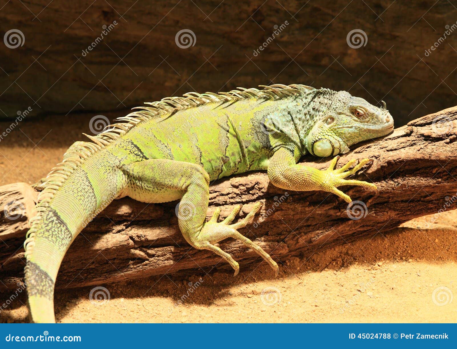 Grüner Leguan stockfoto. Bild von geläufig, lüge, leguane - 45024788