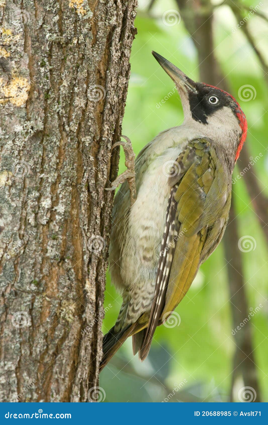Grüner Specht, Der Auf Dem Baum Sitzt Stockbild - Bild von park, auge ...