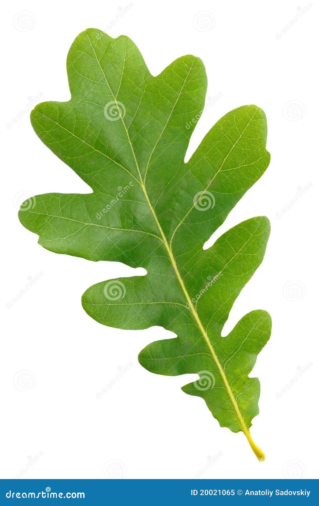 Grünes Blatt der Eiche stockbild. Bild von muster, getrennt - 20021065