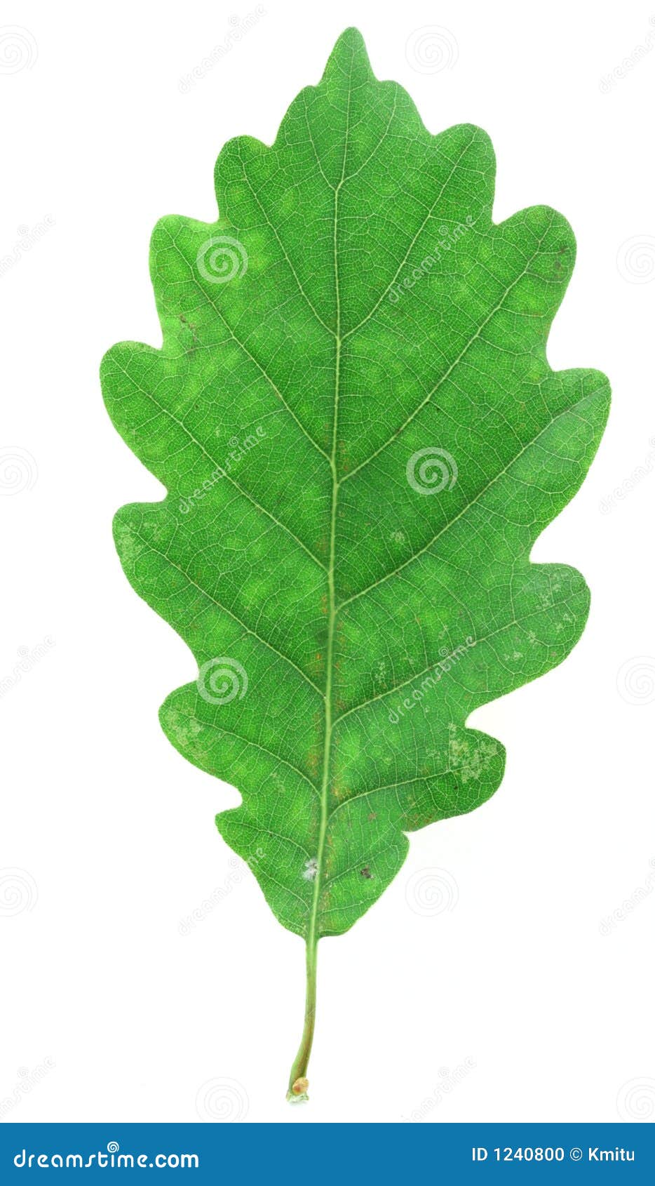 Grünes Eichenblatt Auf Weiß Stockfoto - Bild von leer, isolat: 1240800