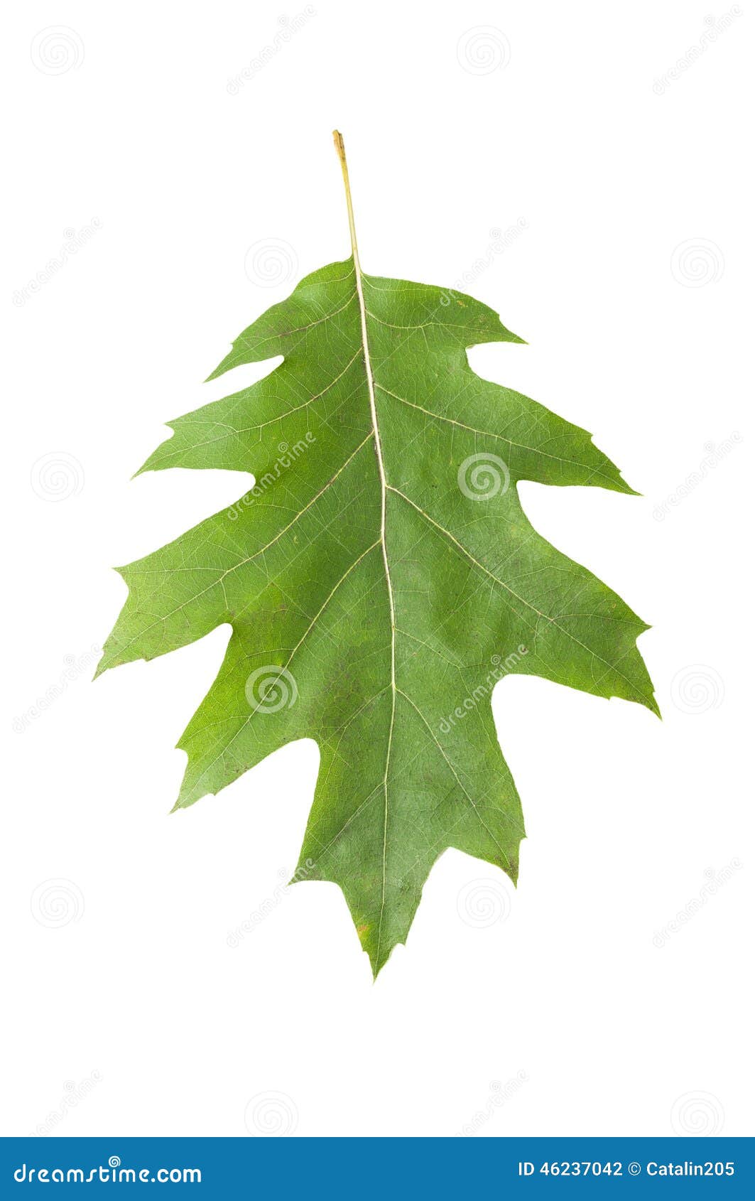 Grünes Eichenblatt Auf Weißem Hintergrund Stockfoto - Bild von einzeln ...