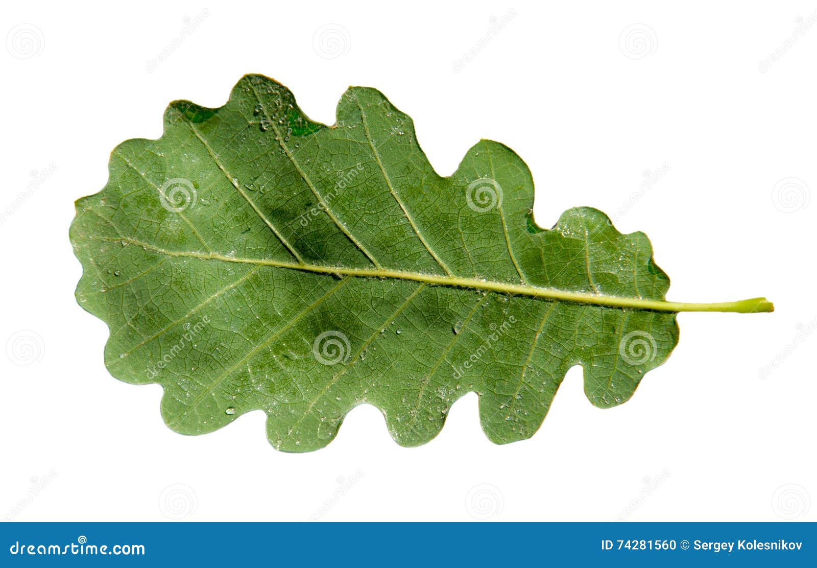 Grünes Eichenblatt Getrennt Auf Weißem Hintergrund Stockfoto - Bild von ...