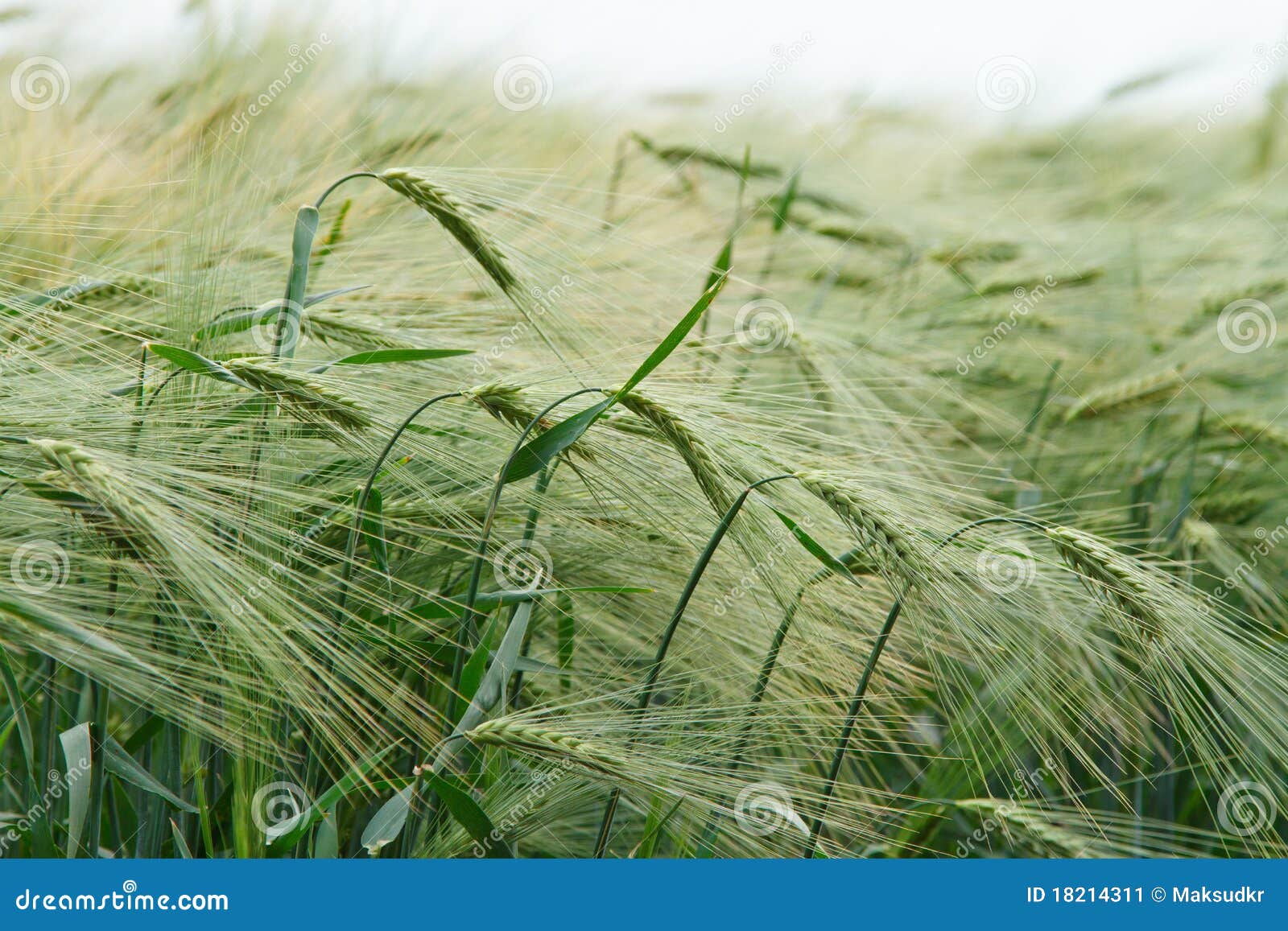 Grünes Gerstenfeld stockbild. Bild von land, wachstum - 18214311
