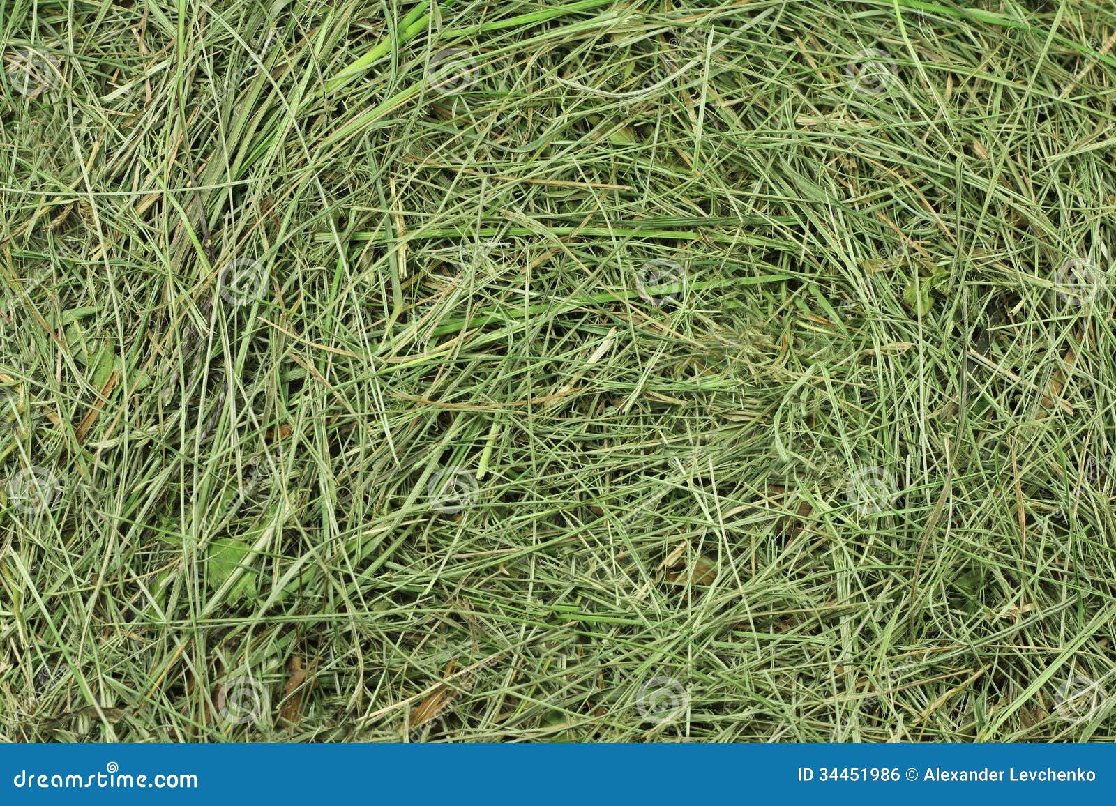 Grünes Heu stockfoto. Bild von gras, trocken, sänfte - 34451986