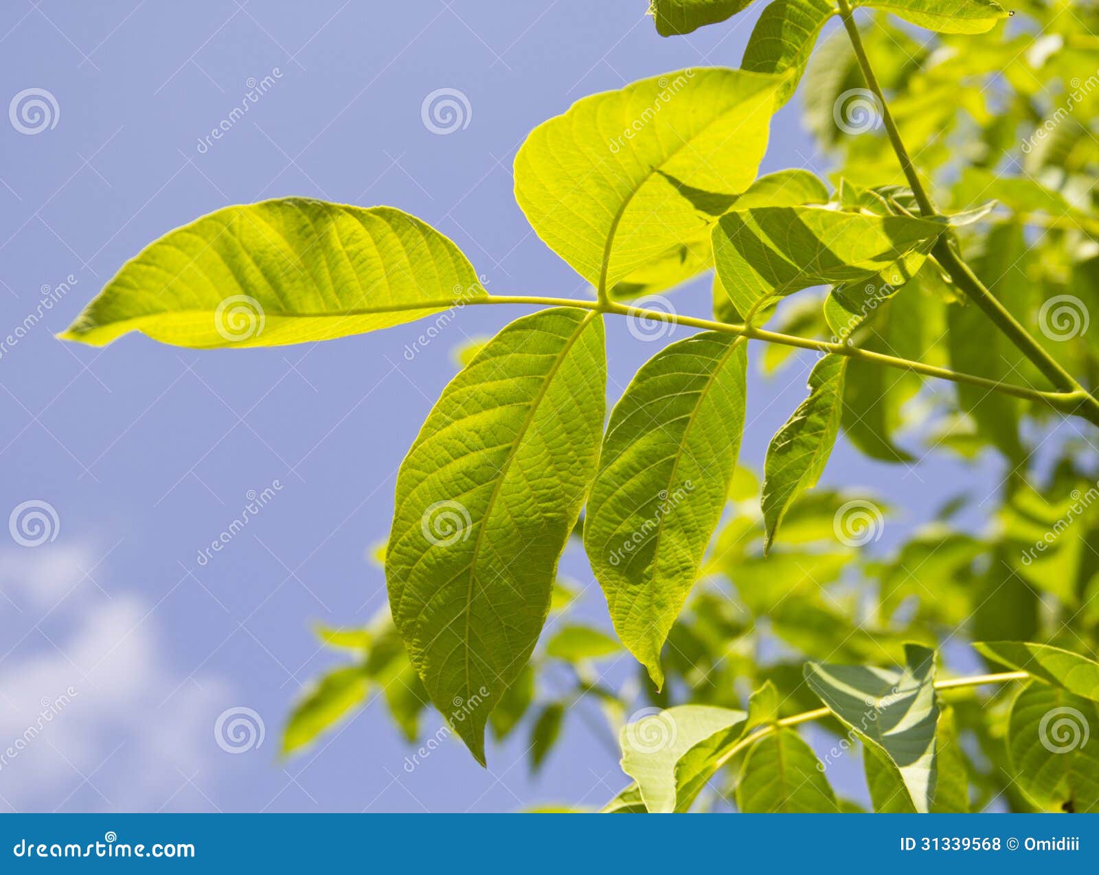 Grünes Walnussblatt stockfoto. Bild von hart, frucht - 31339568