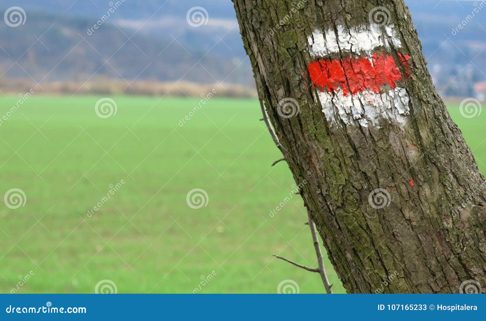 Marking On Tree. Royalty-Free Stock Image | CartoonDealer.com #75243544