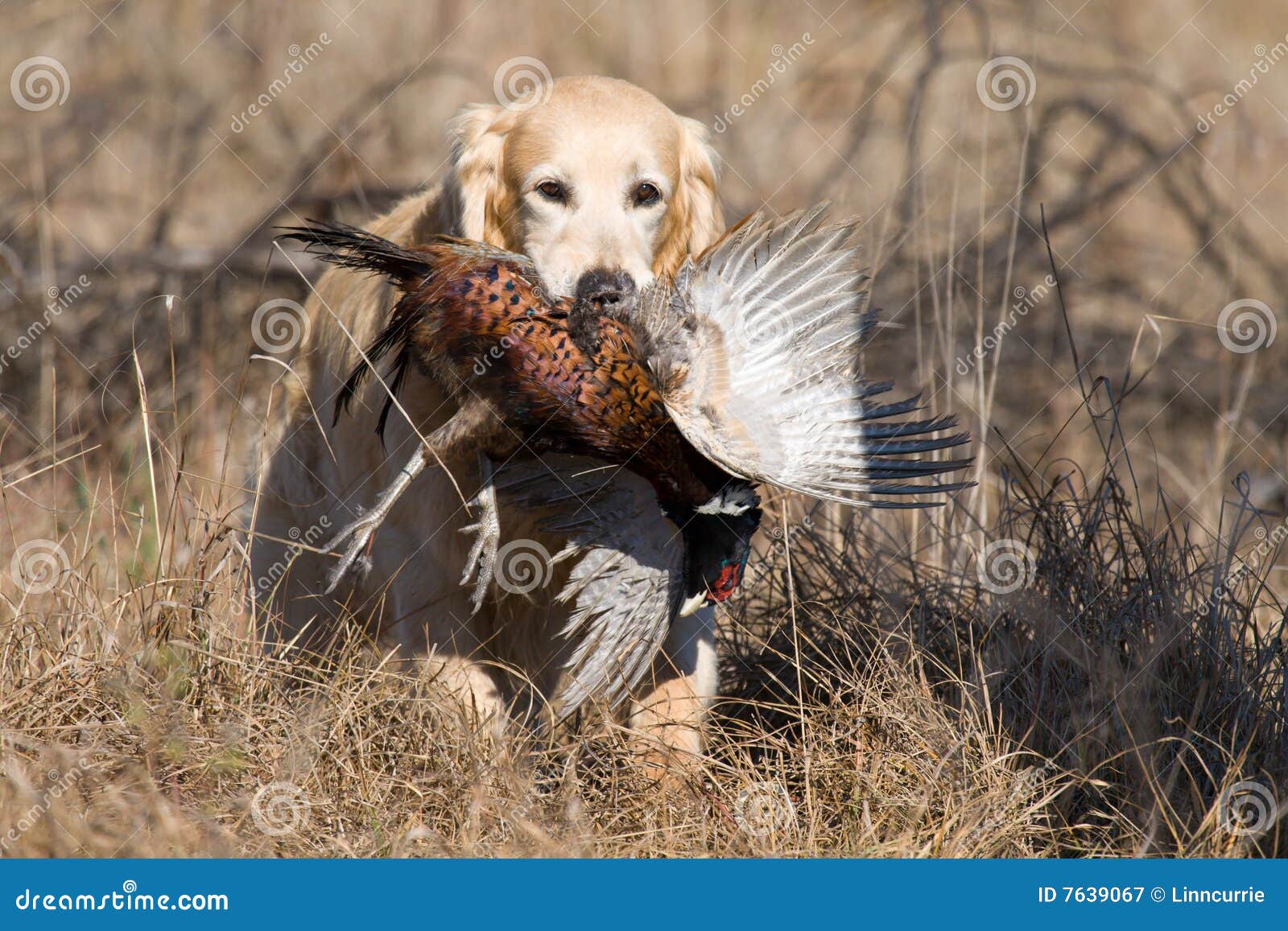 GR Golden Retriever with Retrieved Pheasant Stock Image - Image of ...