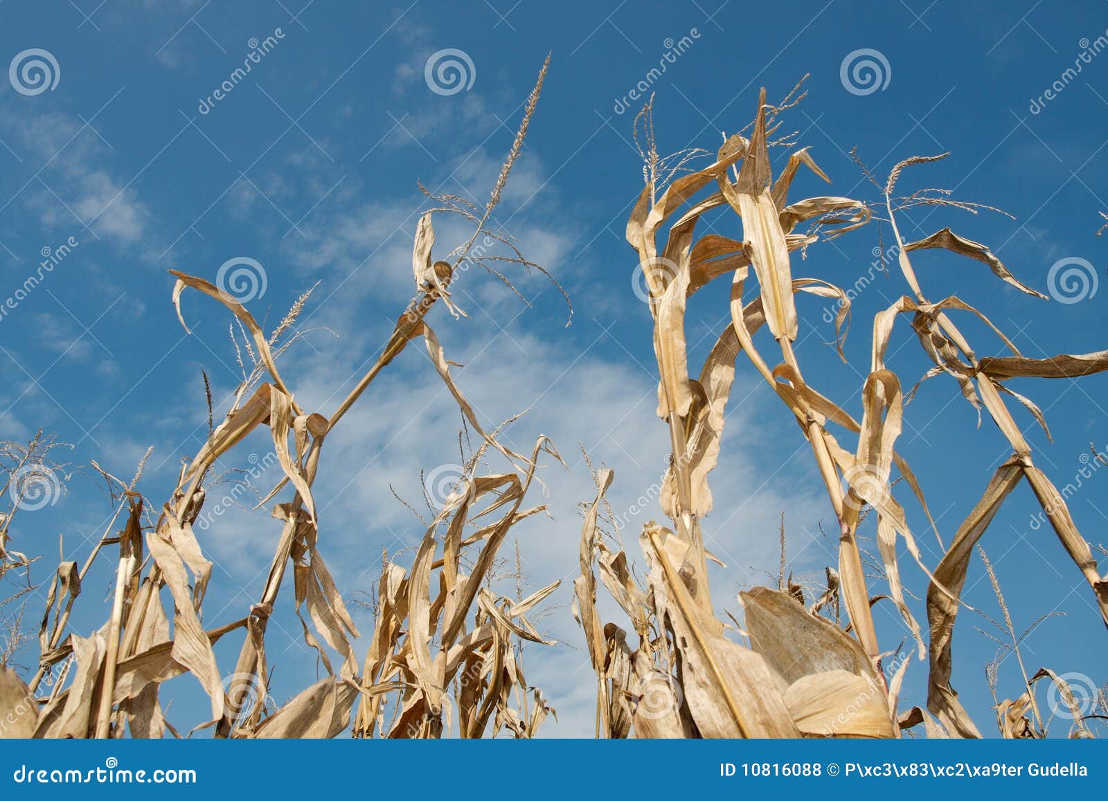 Graan stock foto. Image of laag, gebied, land, hemel - 10816088