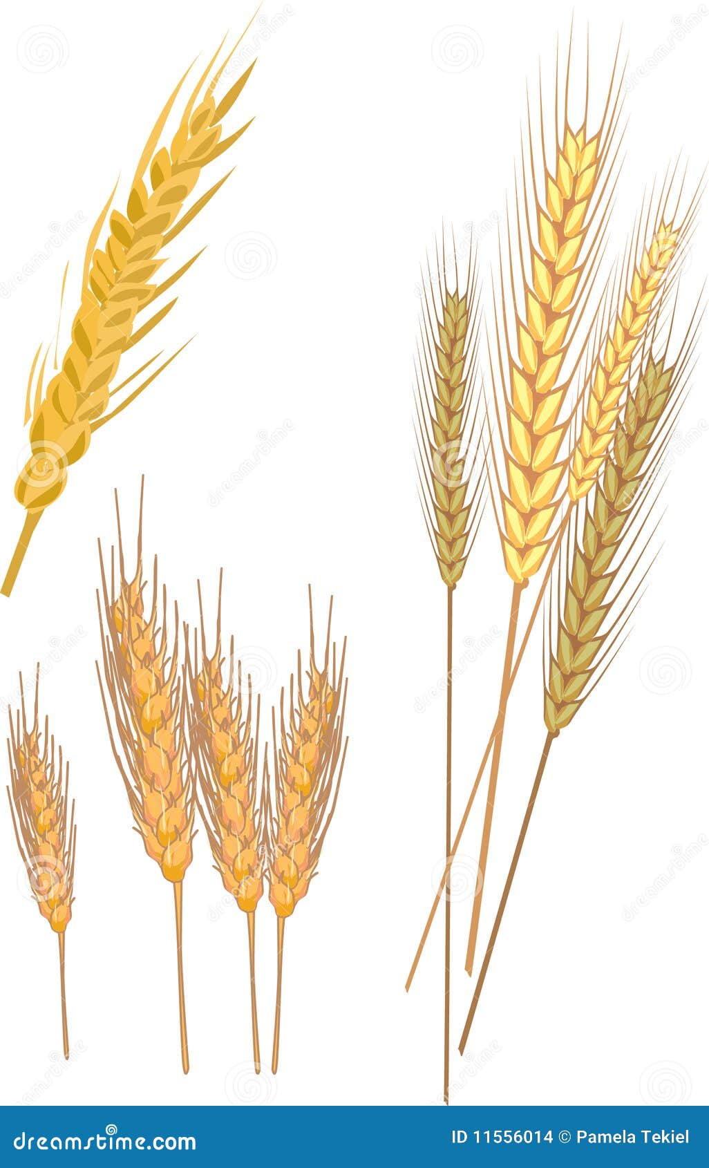 Graan vector illustratie. Illustration of achtergrond - 11556014