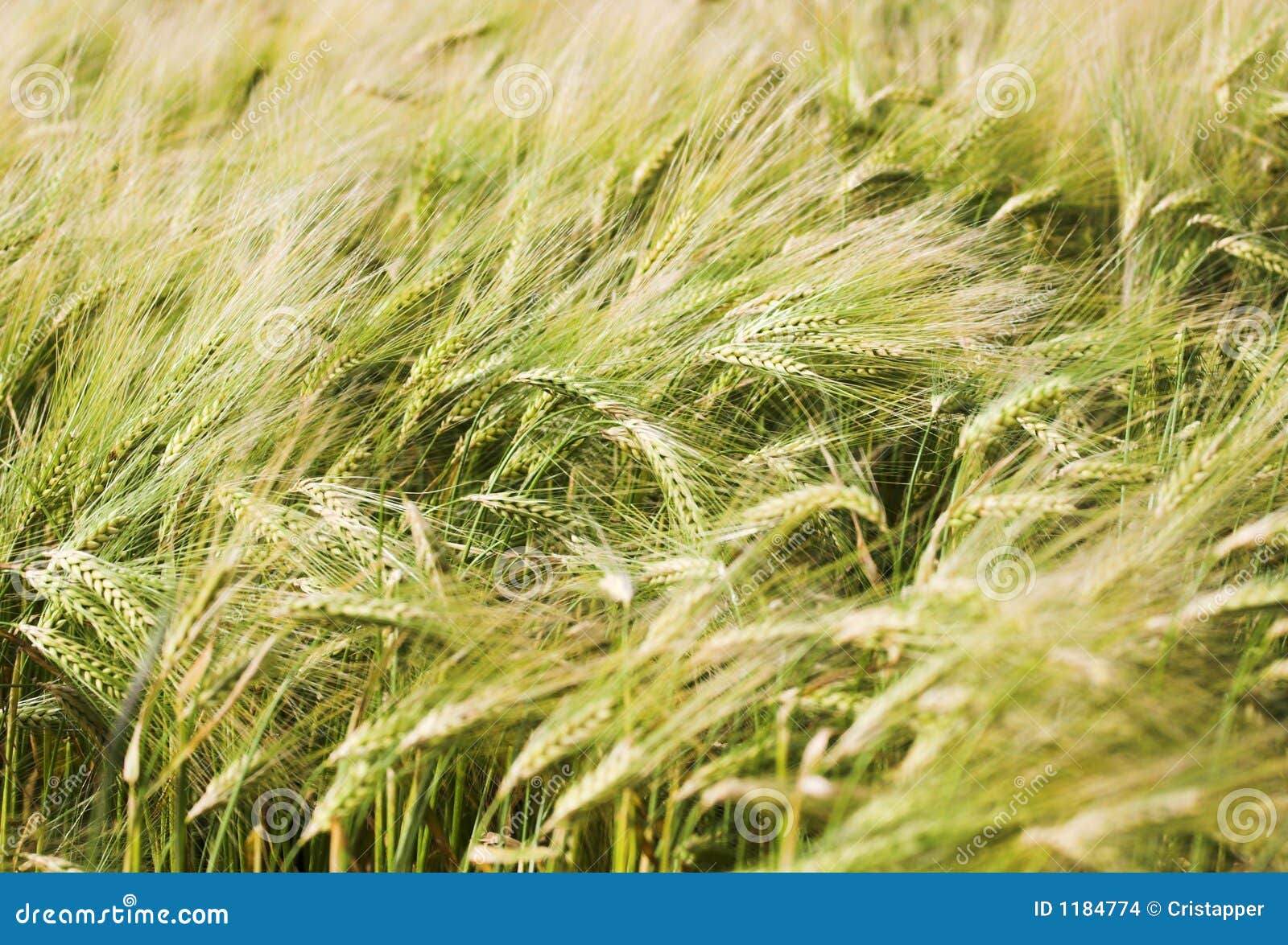 Graan stock foto. Image of landbouw, graan, leeswijzers - 1184774