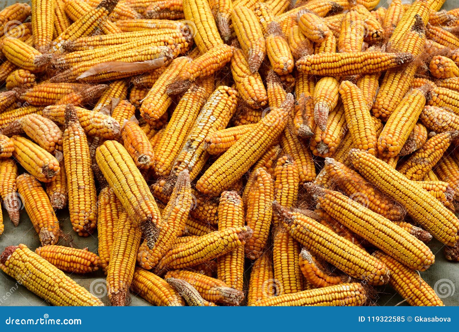 Graan stock afbeelding. Image of landbouwbedrijf, maïskolf - 119322585