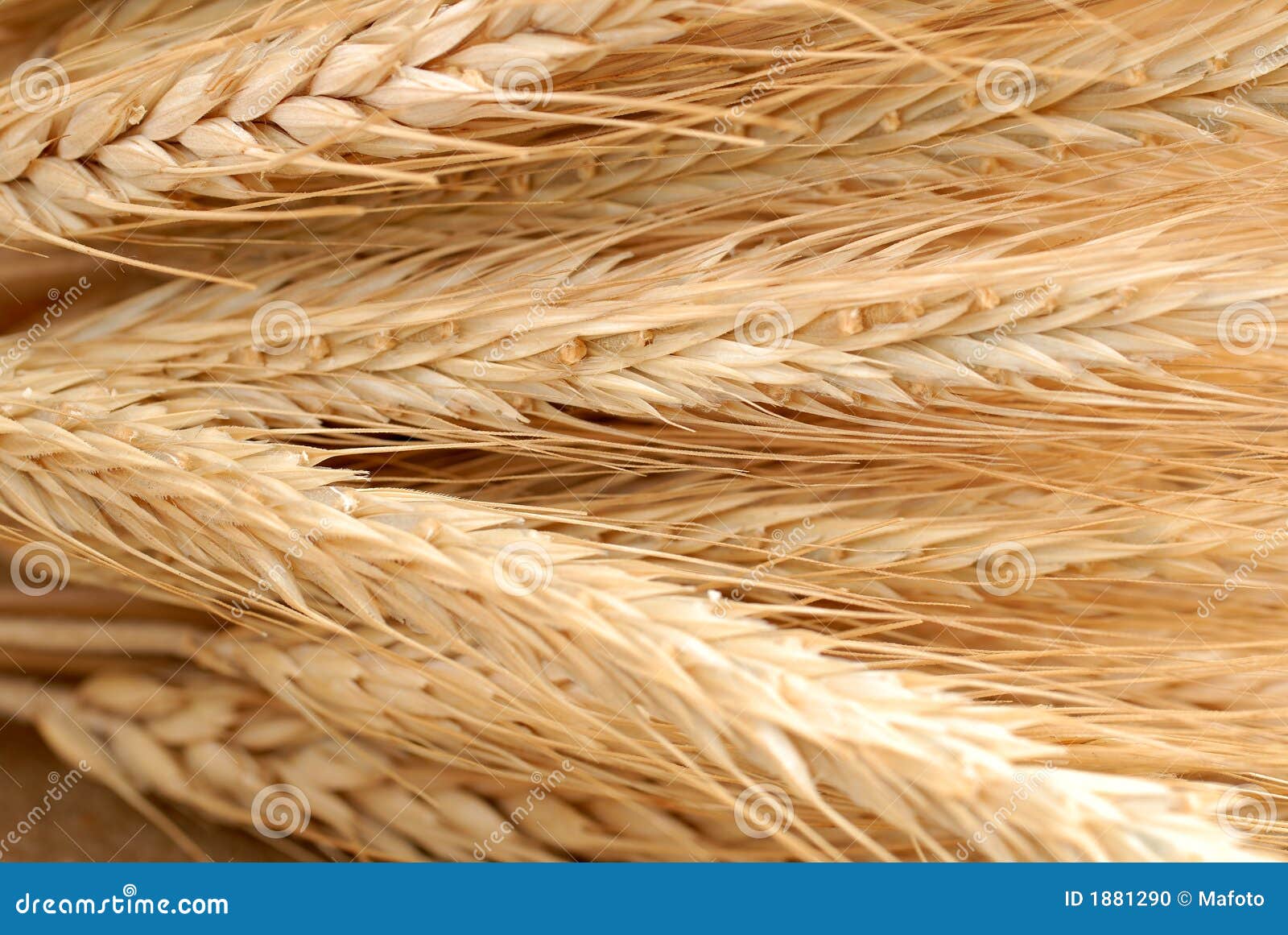 Graan stock foto. Image of mand, goederen, ontbijt, gezond - 1881290