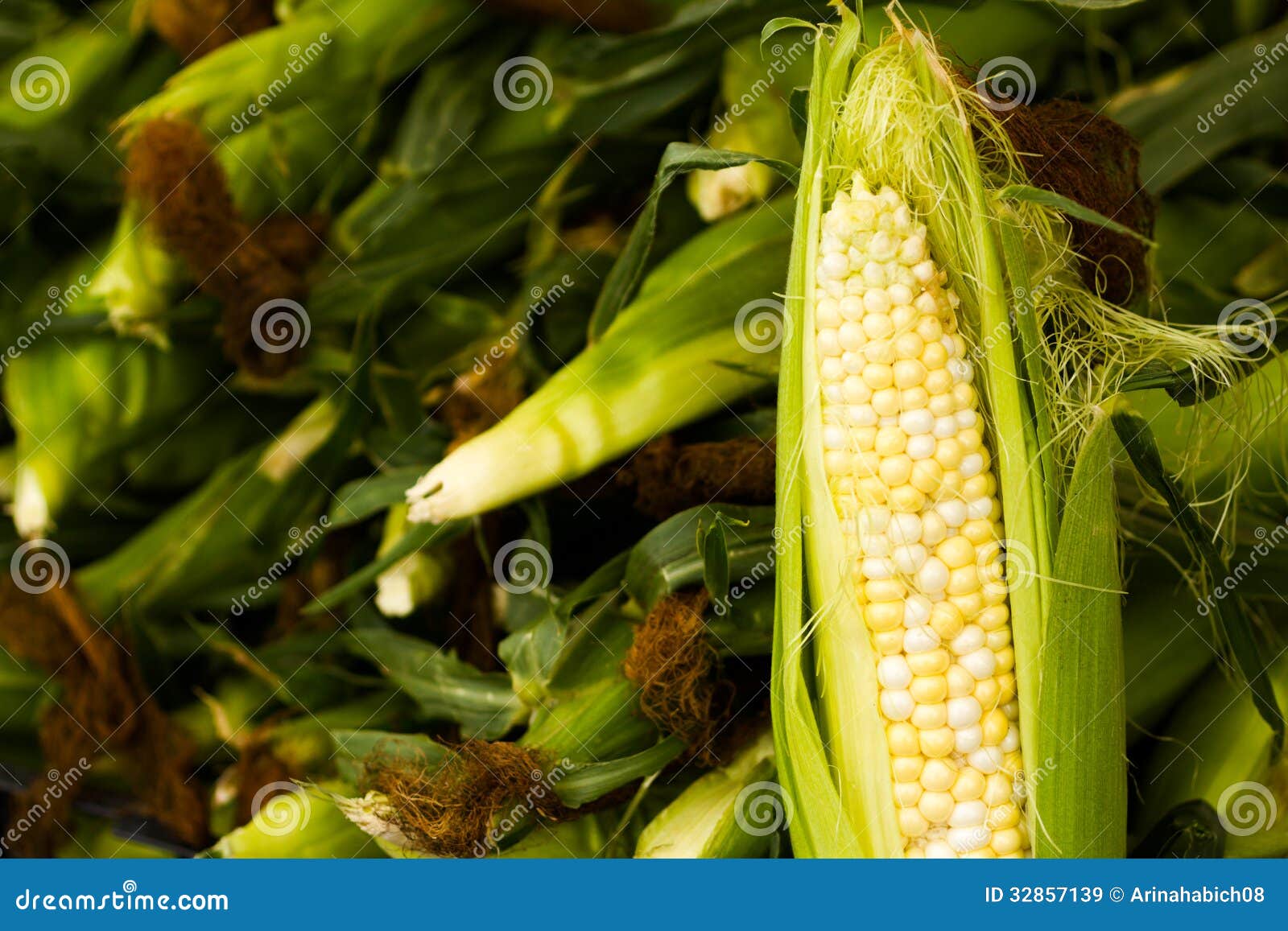 Graan stock afbeelding. Image of gewas, installatie, maïs - 32857139