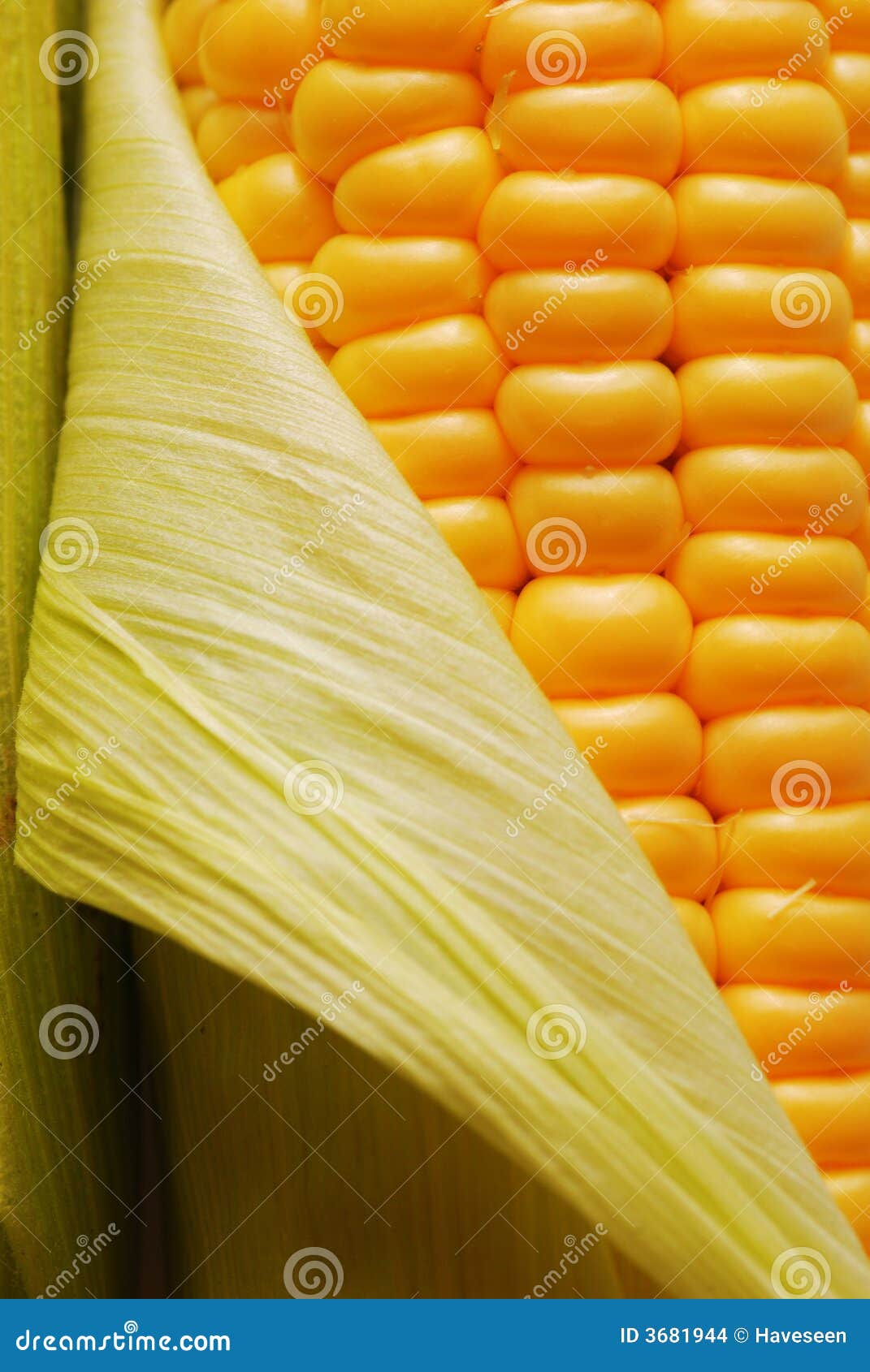 Graan stock foto. Image of achtergrond, najaar, graangewas - 3681944