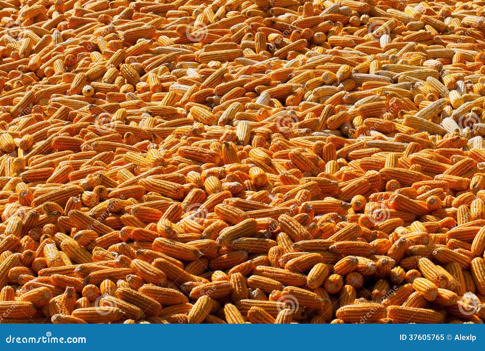 Graan stock afbeelding. Image of voeding, korrel, trillend - 37605765