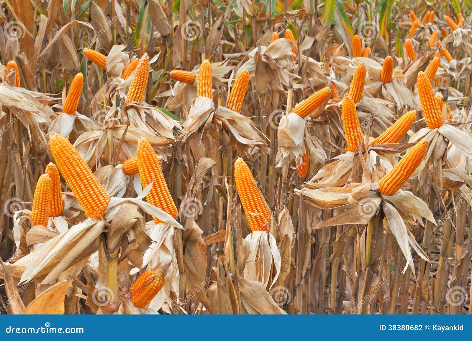 Graan stock foto. Image of buiten, ruimte, droog, voedsel - 38380682