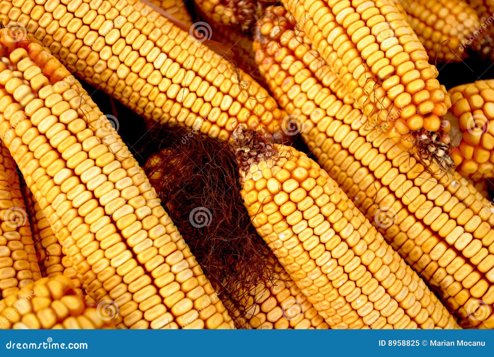 Graan stock afbeelding. Image of landbouwbedrijf, graan - 8958825