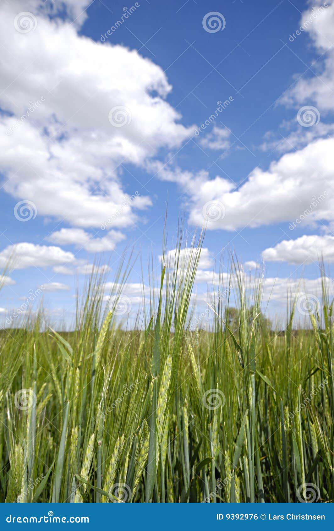 Graan stock foto. Image of landbouw, platteland, denemarken - 9392976