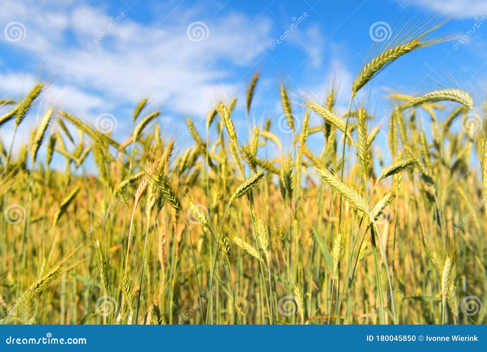 Graan in het veld stock foto. Image of groei, buiten - 180045850