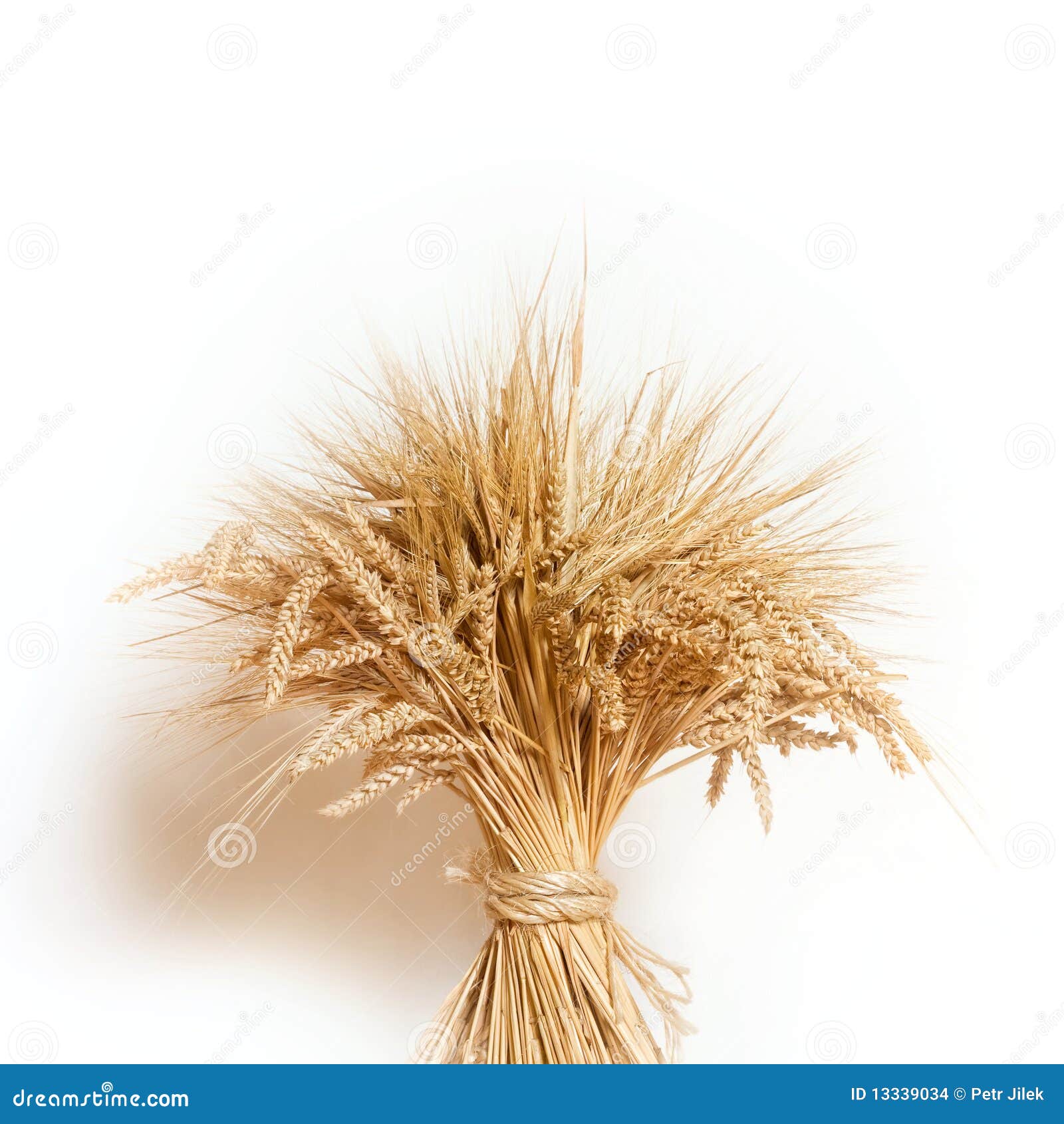 Graan op witte achtergrond stock foto. Image of oren - 13339034