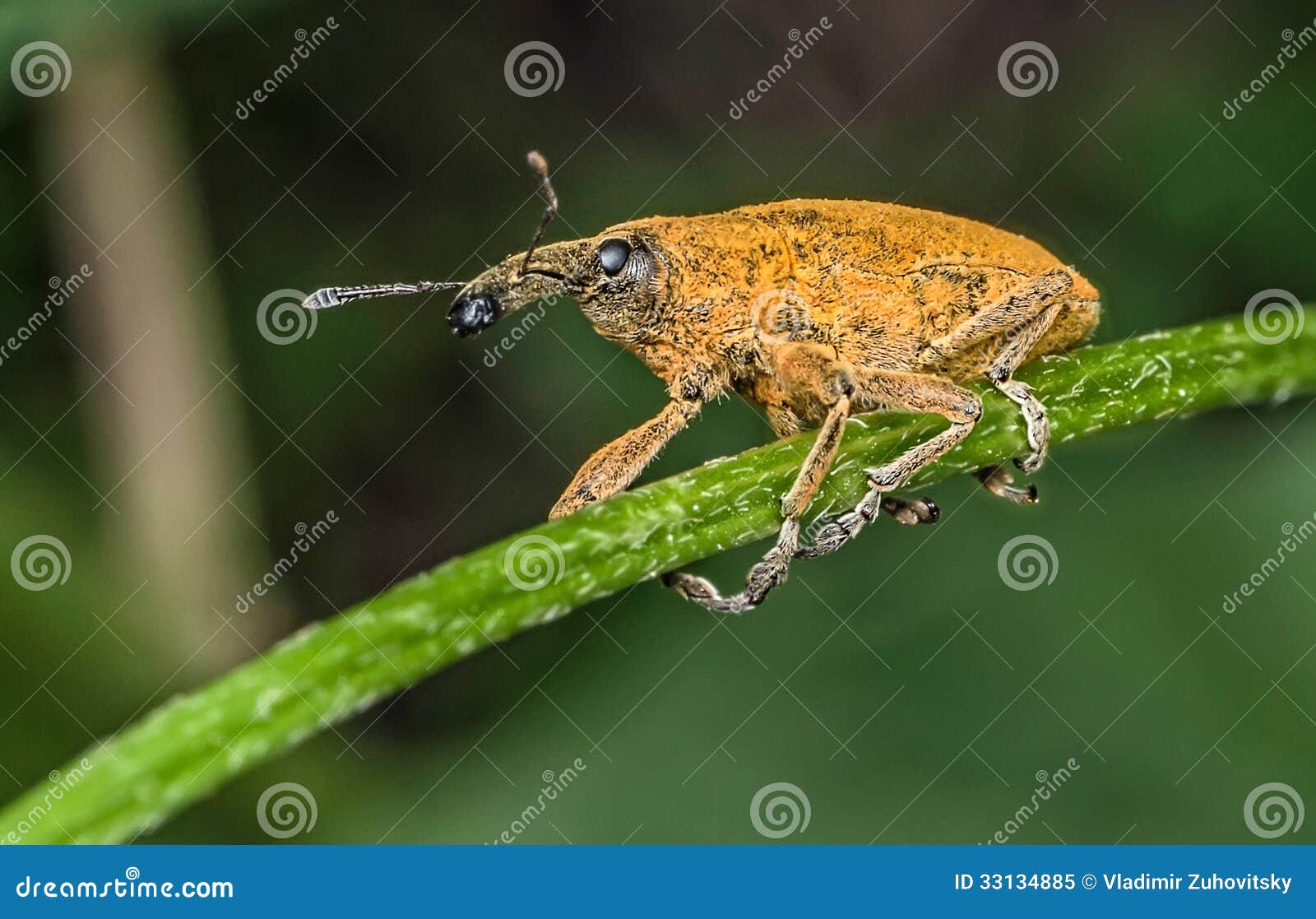 Graanklander stock afbeelding. Image of kever, lang, leven - 33134885