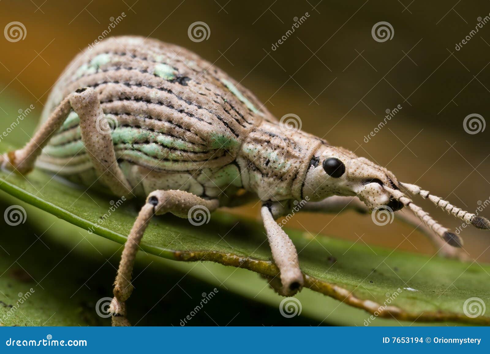 Graanklander stock foto. Image of wildernis, macro, witachtig - 7653194