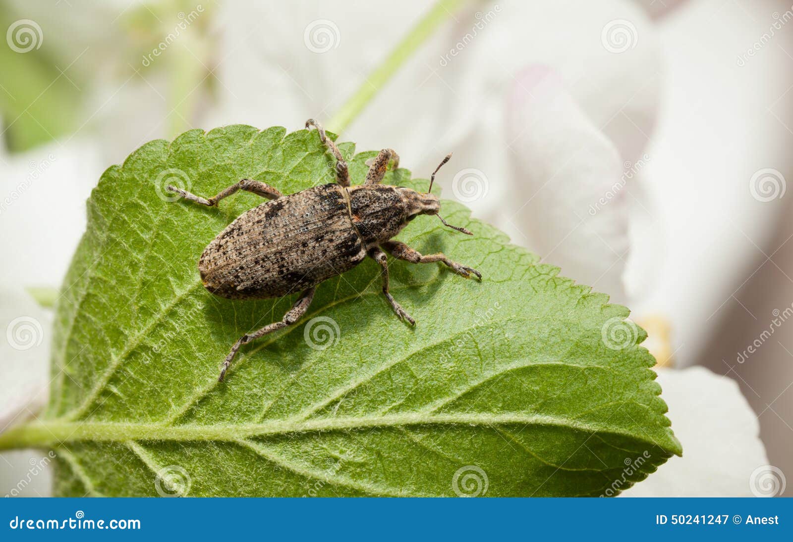 Graanklander Op Blad in Boomgaard Stock Afbeelding - Image of bloeien ...