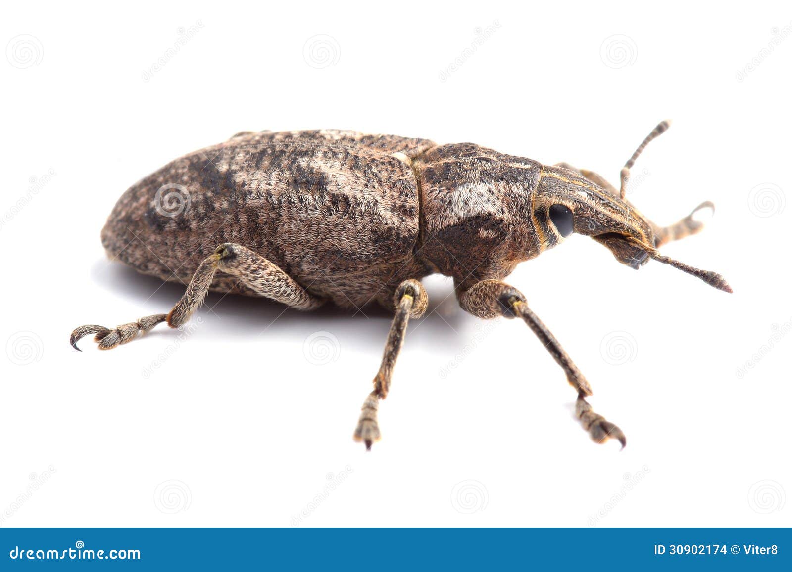 Graanklander Op Wit Wordt Geïsoleerd Dat Stock Foto - Image of insect ...