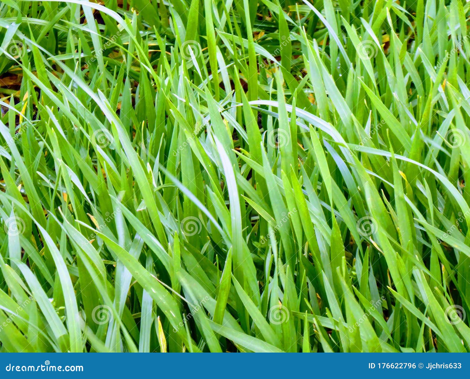 A Graas Background or Texture. Stock Photo - Image of football, grow ...